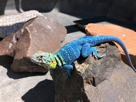 Image result for Blue Collared Lizard