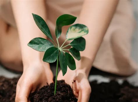 Image result for Humic Acid Heavy Metal