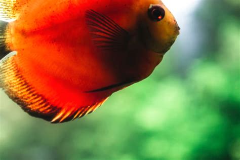 Image result for Golden Discus Fish