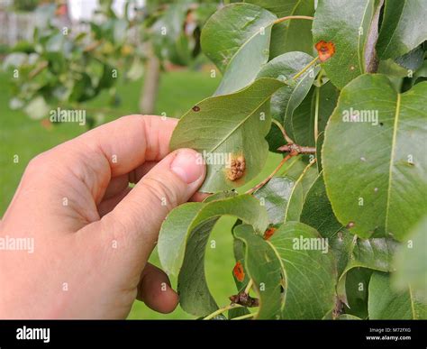 Image result for Asian Pear Rust