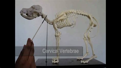 Image result for Esqueletron Tutorial