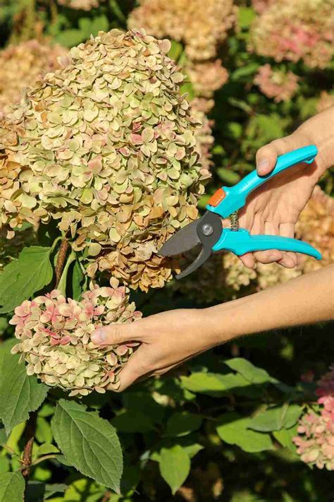 Image result for How to Prune Hydrangea Tree