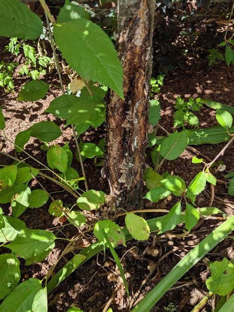 Image result for Tree Fungus Identifier