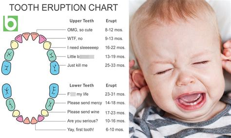 Image result for Teething Chart