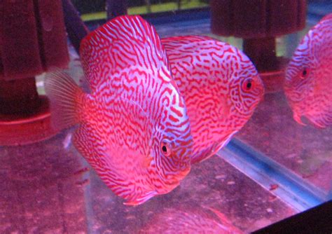 Image result for Most Expensive Discus Fish