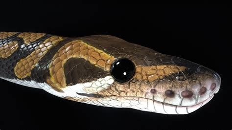 Image result for Ball Python 3D Model