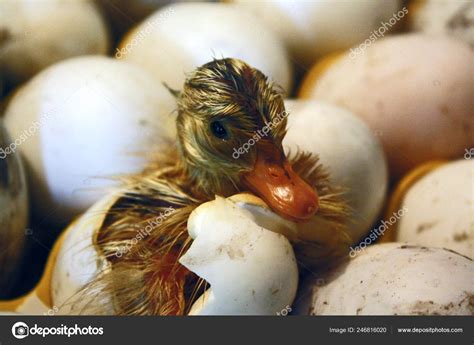 Image result for Ducklings Hatching