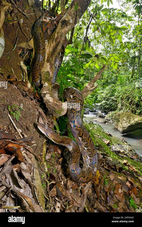 Image result for Reticulated Python