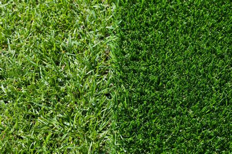 Image result for Golf Course Grass Types