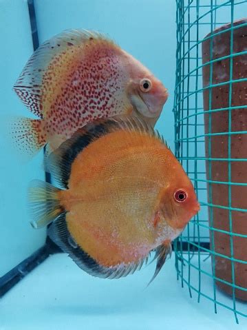 Image result for Discus Fish Breeding