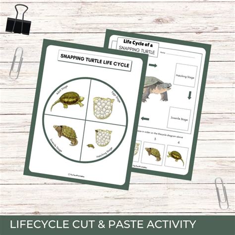 Image result for Snapping Turtle Life Cycle