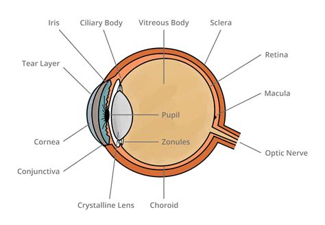 Image result for Eye Anatomy Function