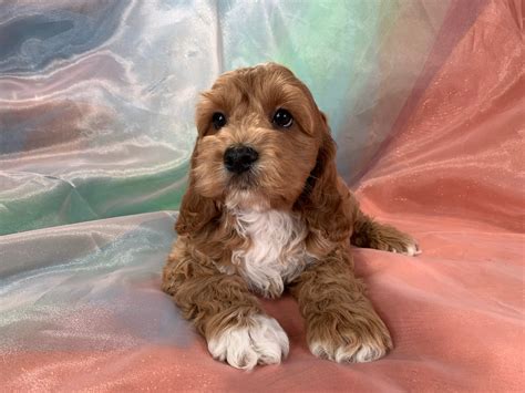 Image result for Red and White Cockapoo