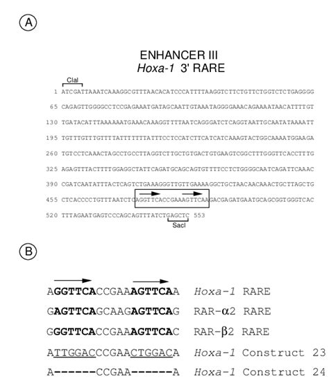 Image result for Enhancer Sequence