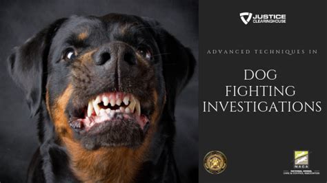 Image result for Investigative Interview System