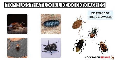 Image result for Cockroach Look Alike