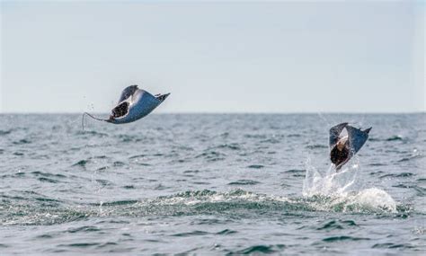 Image result for Manta Ray Jumping Over Bridge