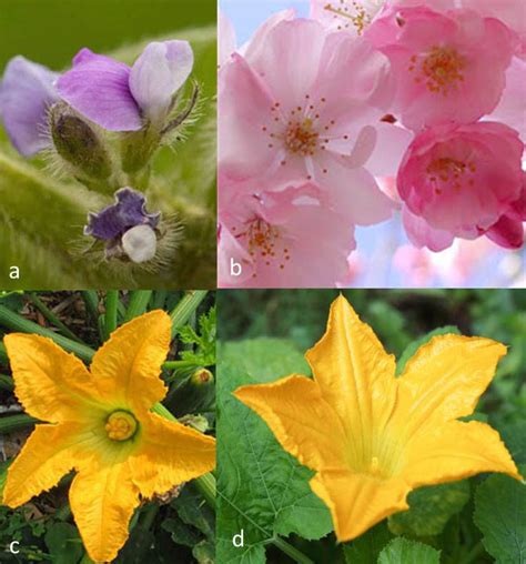 Image result for Examples of Self Pollination