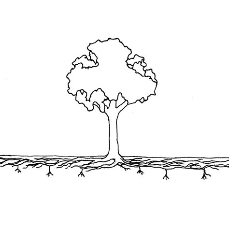 Image result for Tree Root Direction
