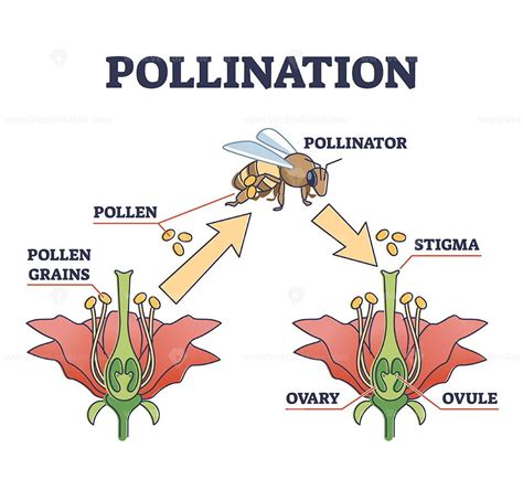 Image result for Flower Pollination Process