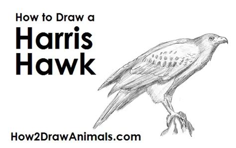 Image result for Hawk Drawing Brid