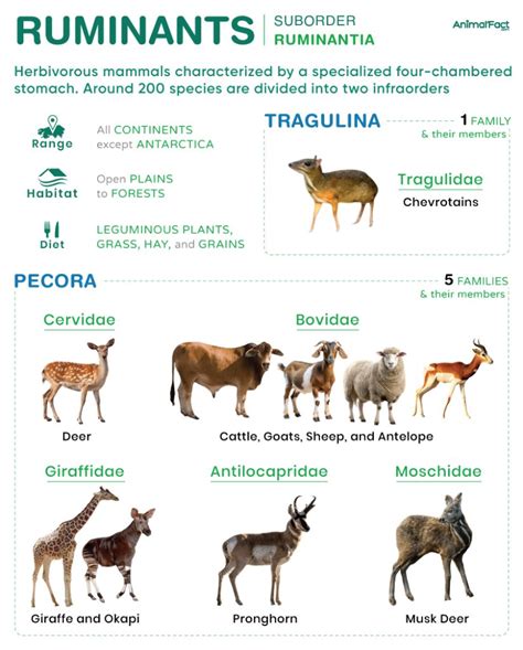 Ruminant Animals