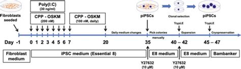 Image result for Nuclear Reprogramming