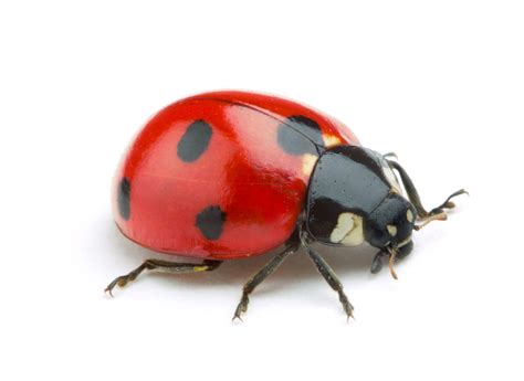 Image result for Lady Bug Insects