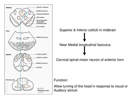 Image result for Extrapyramidal System Function