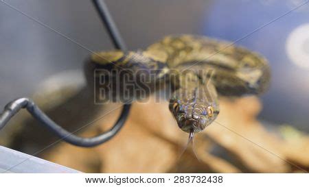 Image result for Reticulated Python Mouth