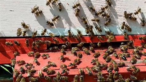 Image result for Bees While Pollinating