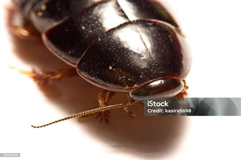 Image result for Burrowing Cockroach