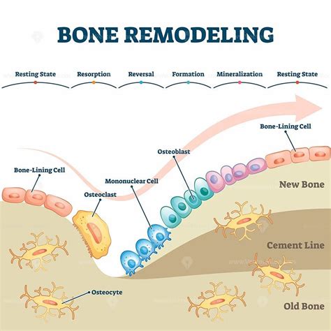 Image result for Bone Forming Process