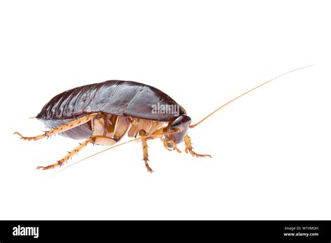 Image result for Cockroach Side View