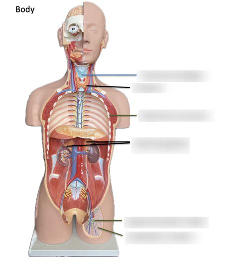 Image result for Model Layout Body