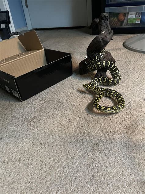 Image result for Large Carpet Python Food