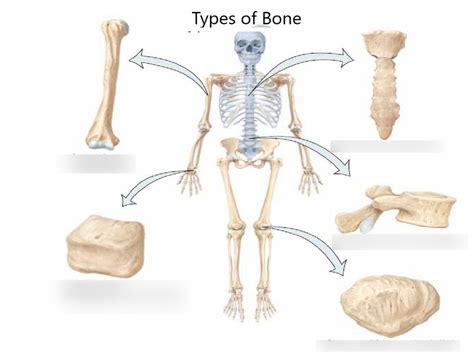 Image result for Different Types of Bone Formation