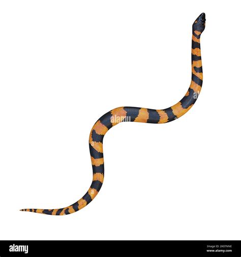 Image result for Ringed Python