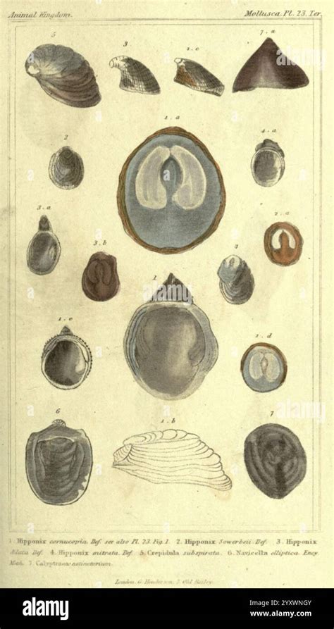 Image result for Frequency Range of Shell Types
