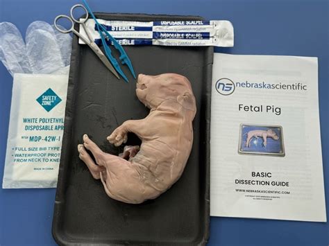 Image result for Fetal Pig Dissection Tutorial