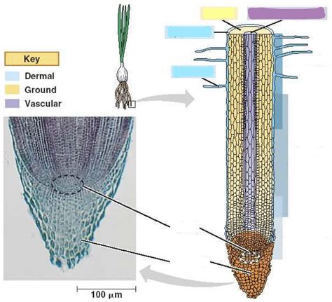 Image result for Root Structure and Function