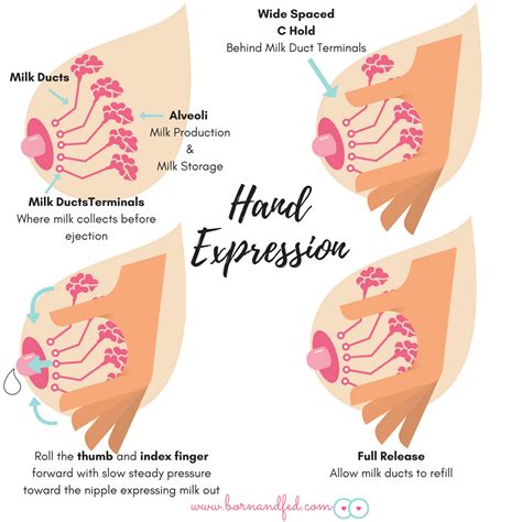 Image result for How to Hand Expression Tutorial Breast Pumping Hand Express