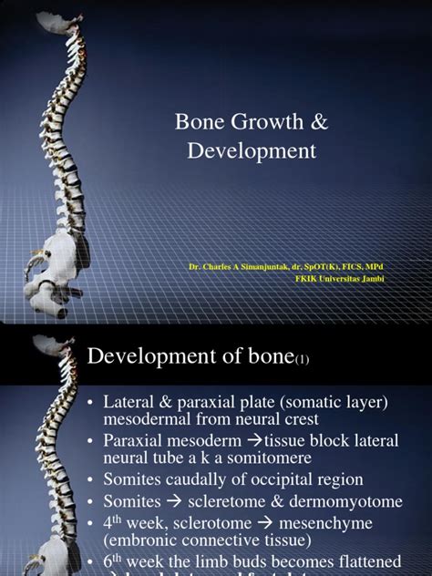 The Stages of Bone Growth and Development from Embryonic Formation to ...