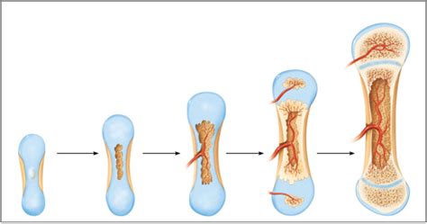 Stages of Bone Development Diagram | Quizlet