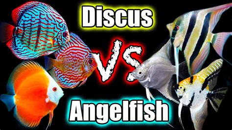 Image result for Discus vs Angelfish