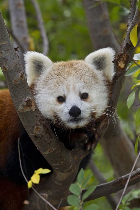 Image result for Red Panda Call