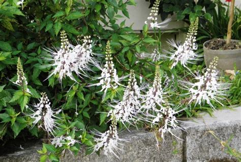 Image result for Te De Java