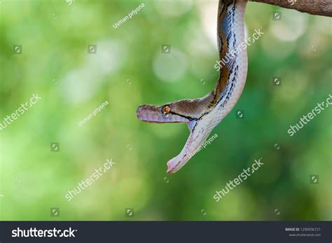 Image result for Python Snake Mouth