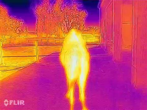 Image result for No Module Named Object Detection