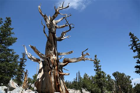 How a geography graduate caused the demise of a 4,900-year-old tree
